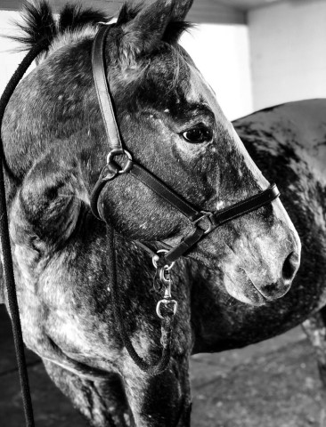 Team Kentucky Digital Art Gallery - Kentucky Governor Andy Beshear