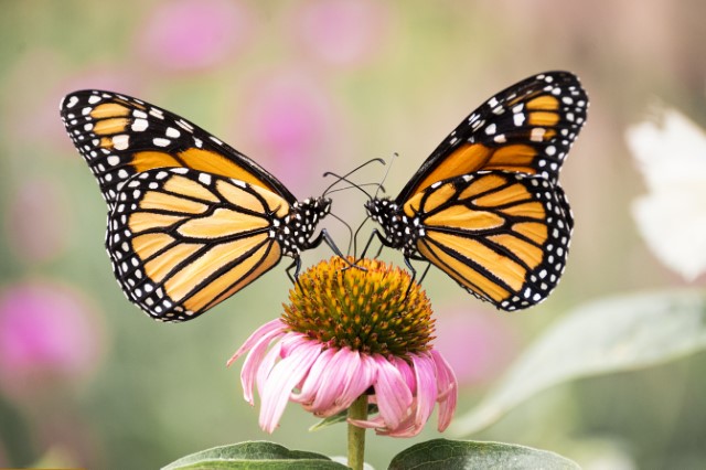 Team Kentucky Digital Art Gallery - Kentucky Governor Andy Beshear